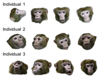 Visiome Platform - Digital archive for vision science